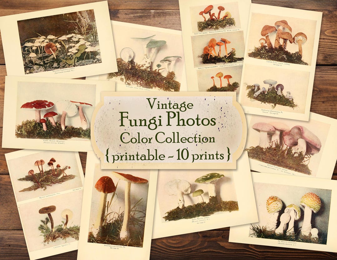 Vintage Fungi Photos Printable Pack, Color Collection of 10 Prints for ...