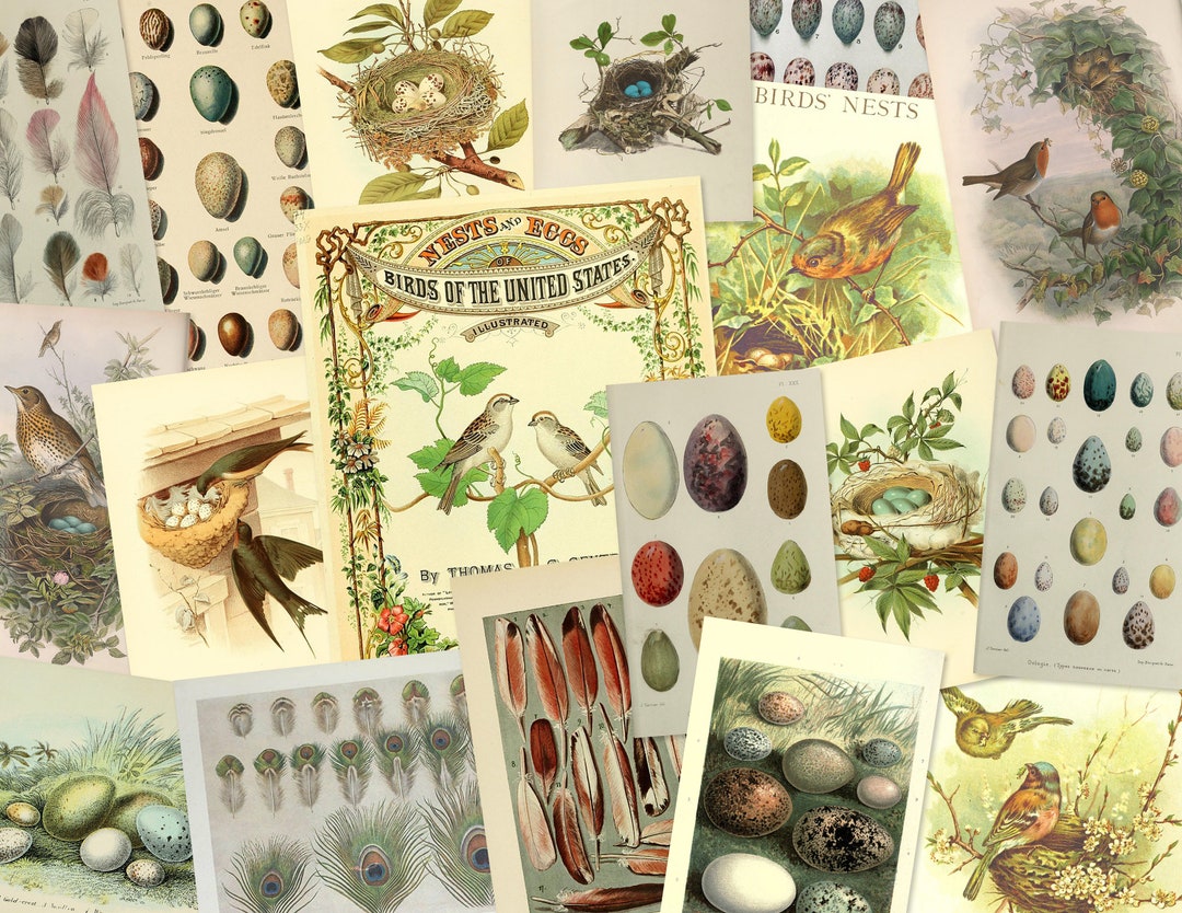 Vintage Bird Nests, Eggs, and Feathers Printable Ephemera Kit, 80 ...