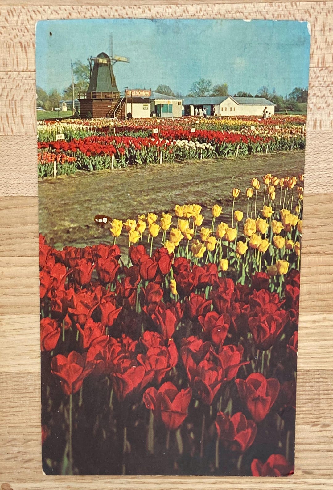 Tulip Time Holland Michagan Vintage Postcard, Posted 1964, 5-cent ...