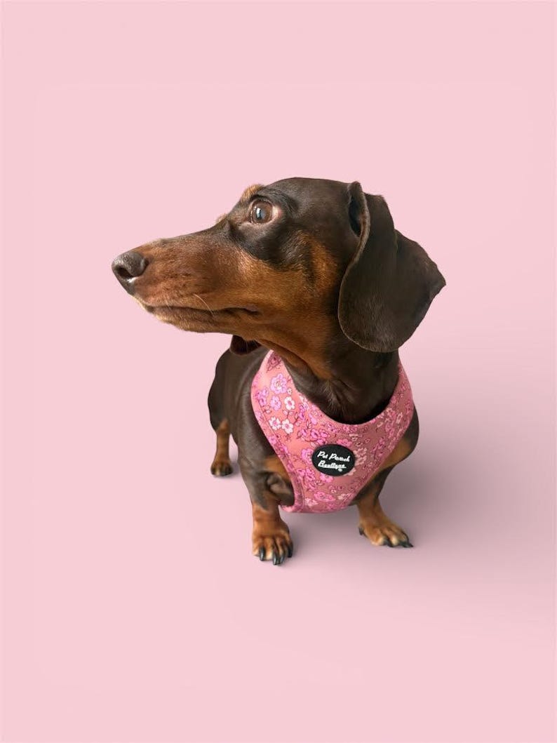 Olde Garden Bloom Roses Flower Puppy or Dog Harness - Optional Lead ...