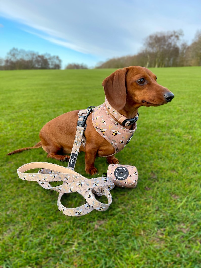 Honey Bumble Bee Puppy Dog Harness - Etsy UK