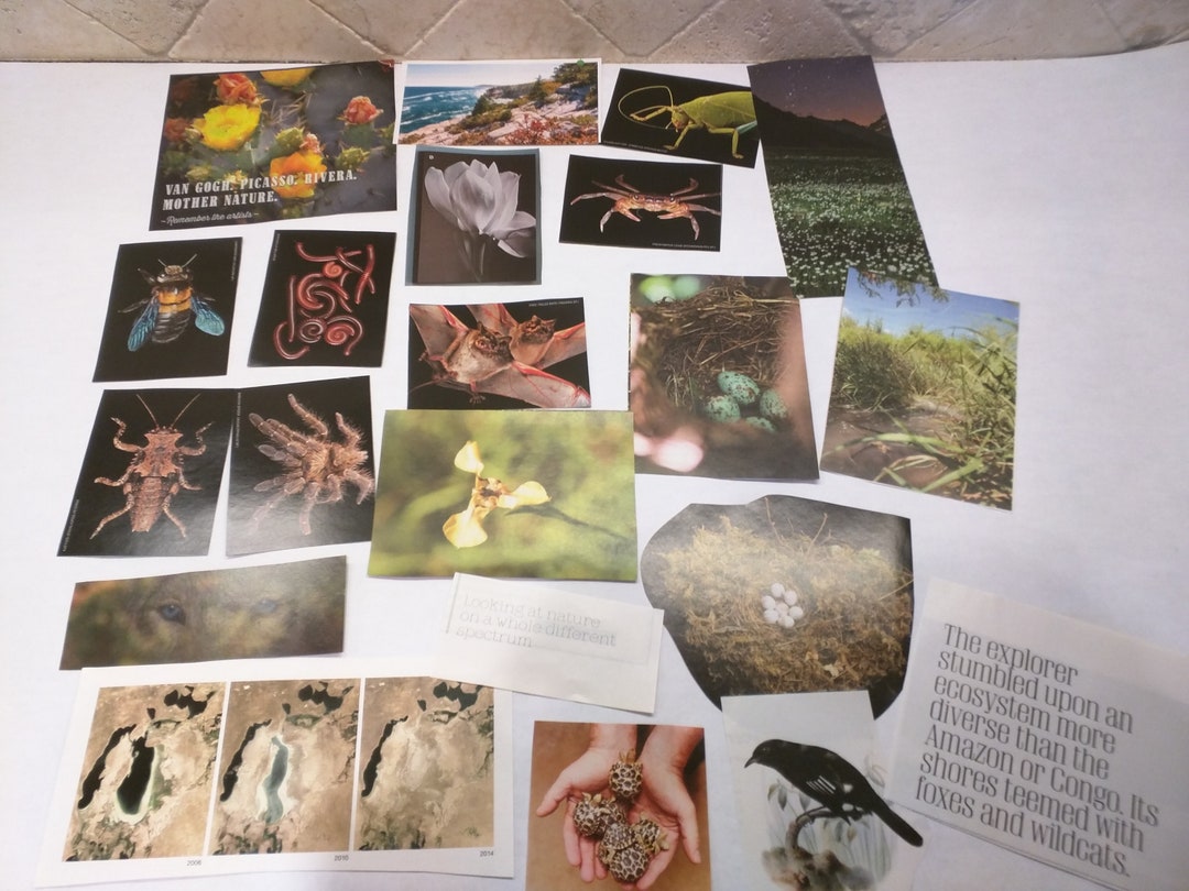 Collage Cuttings NATURE, and Nature Related Magazine Pictures, Words ...