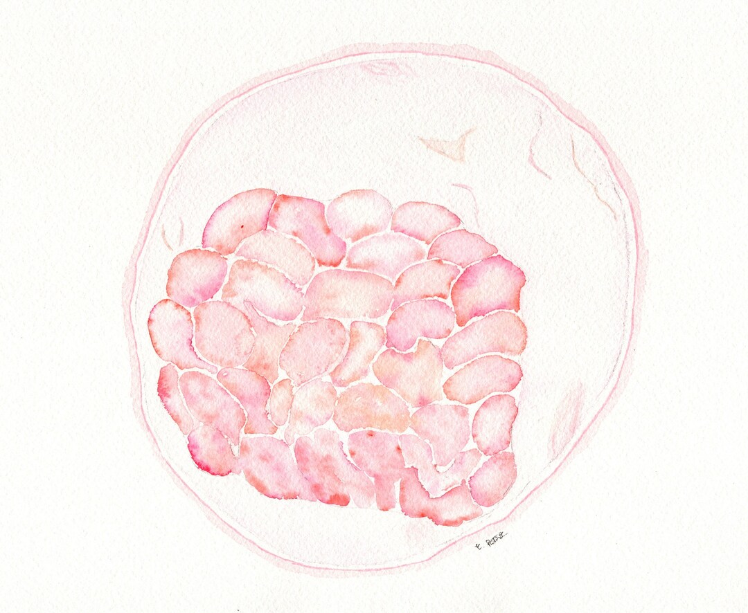 Embryo Painting - Etsy