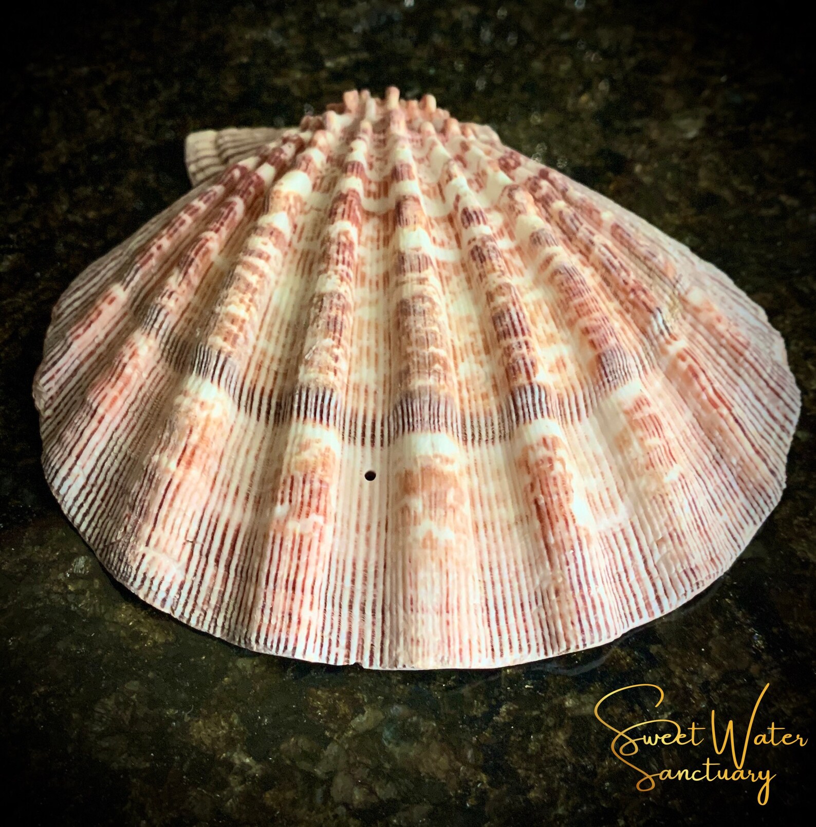 Smudge Sage Sweetgrass Rose Quartz Emerald Abalone Lion Paw | Etsy