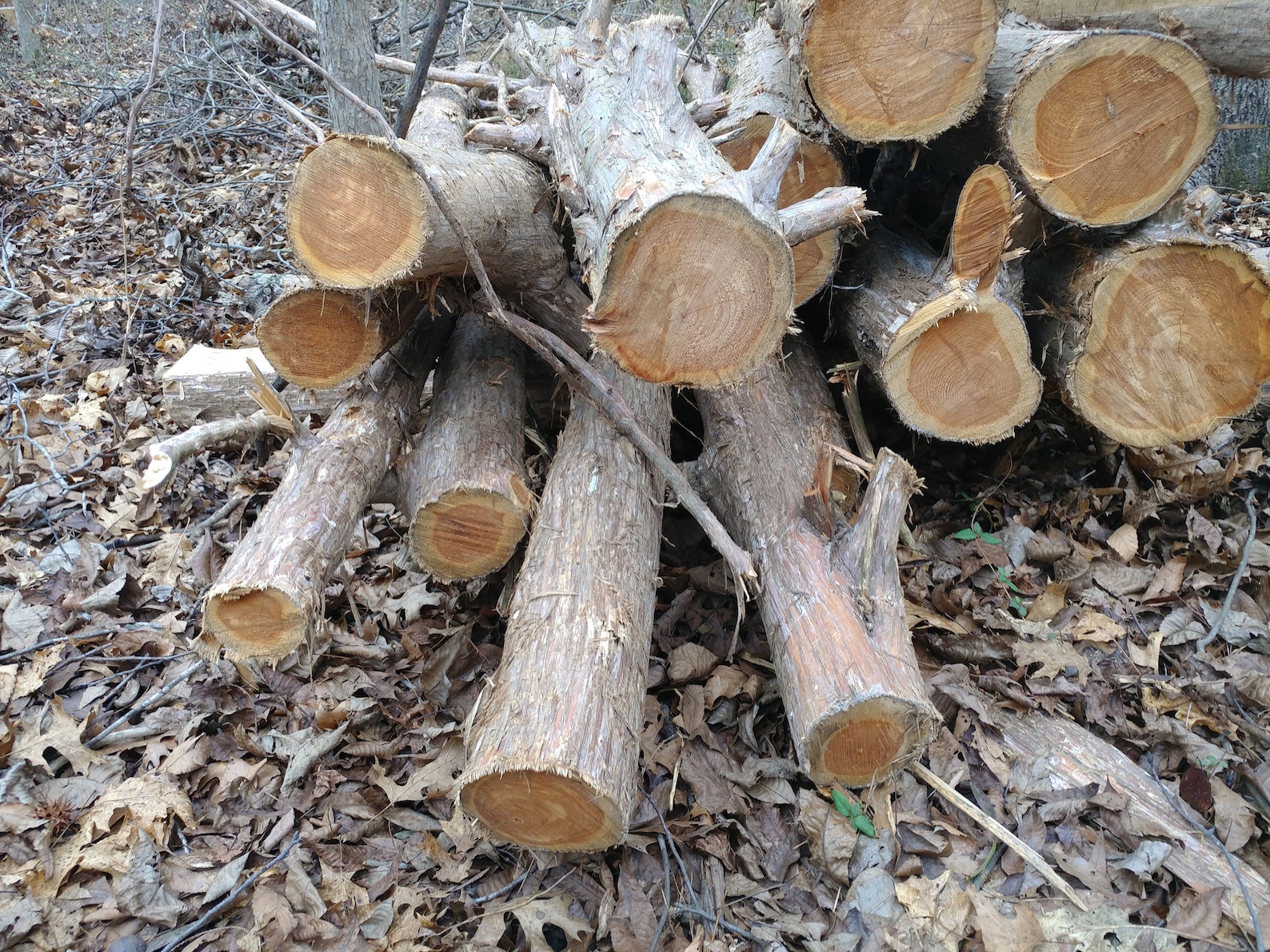 Eastern Red Cedar Log Craft Projects Bed Rails Table Legs - Etsy