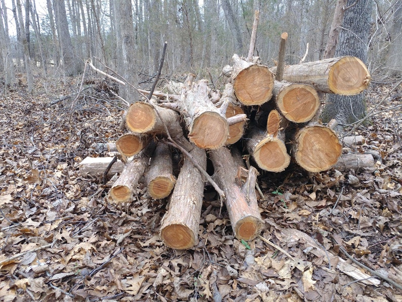 Eastern Red Cedar Log Pieces - Craft Projects, Bed Rails, Table Legs ...