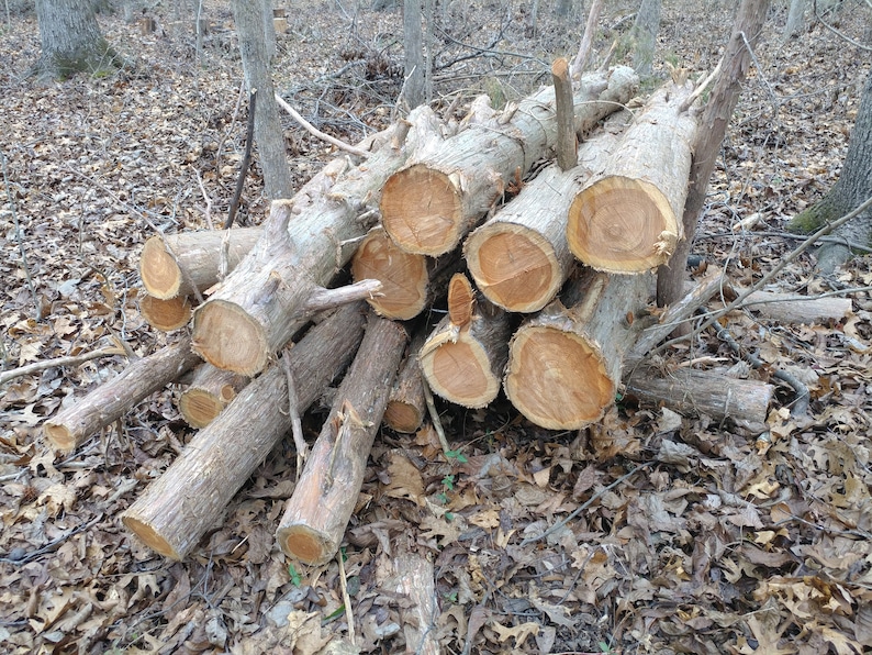 Eastern Red Cedar Log Craft Projects Bed Rails Table Legs - Etsy