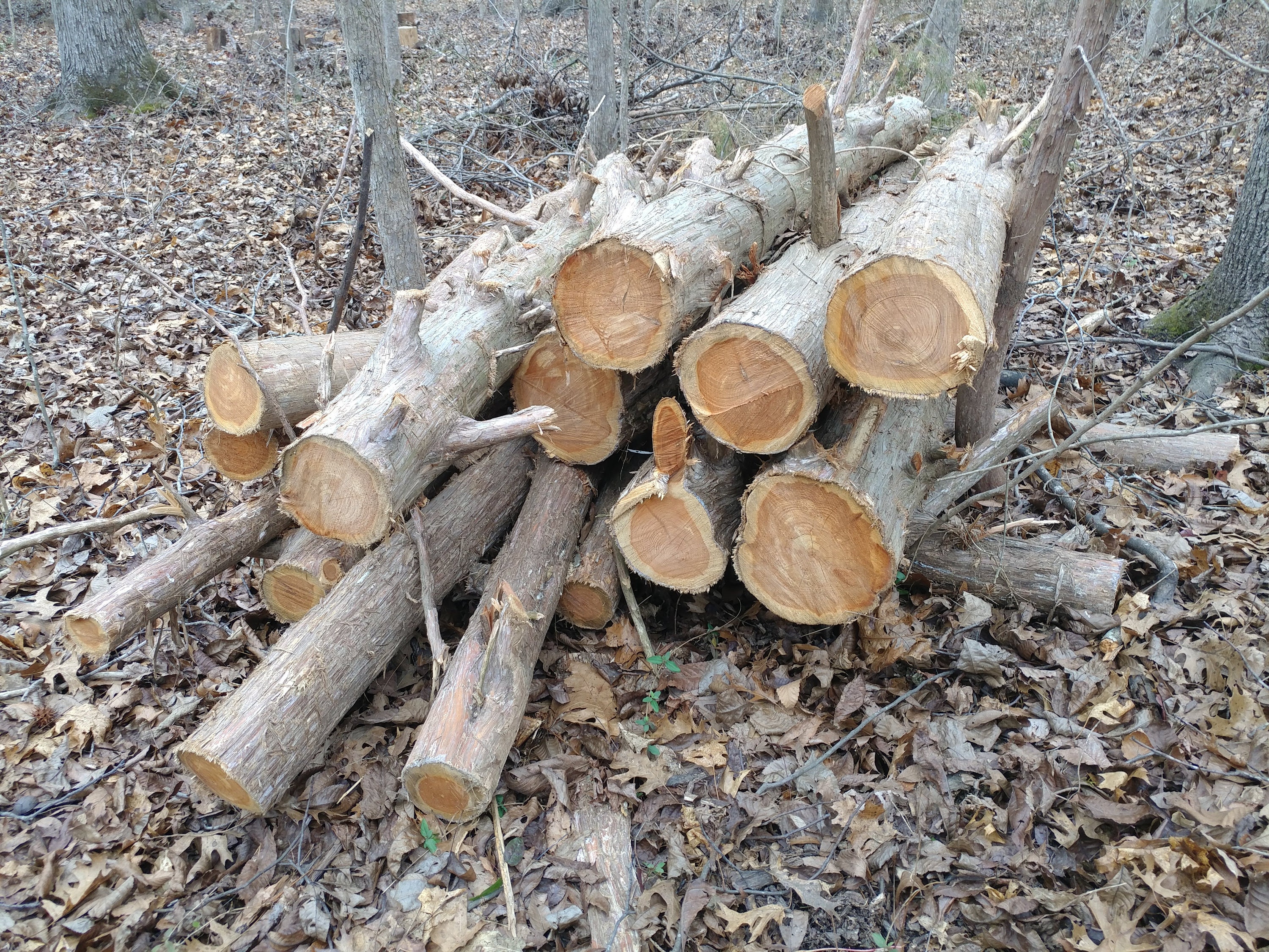 Eastern Red Cedar Log Pieces - Craft Projects, Bed Rails, Table Legs ...