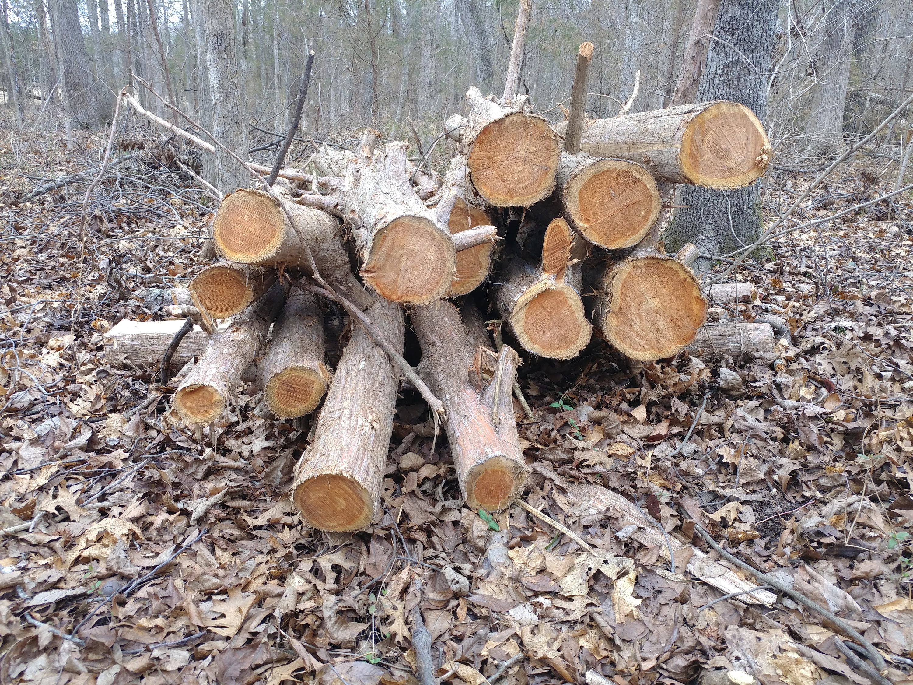 Eastern Red Cedar Log Pieces - Craft Projects, Bed Rails, Table Legs ...
