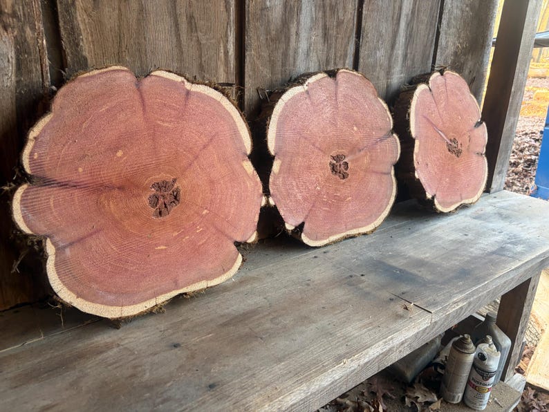 Three Large Cedar Wood Slices Cavity Centers for Epoxy Fill 16 ...
