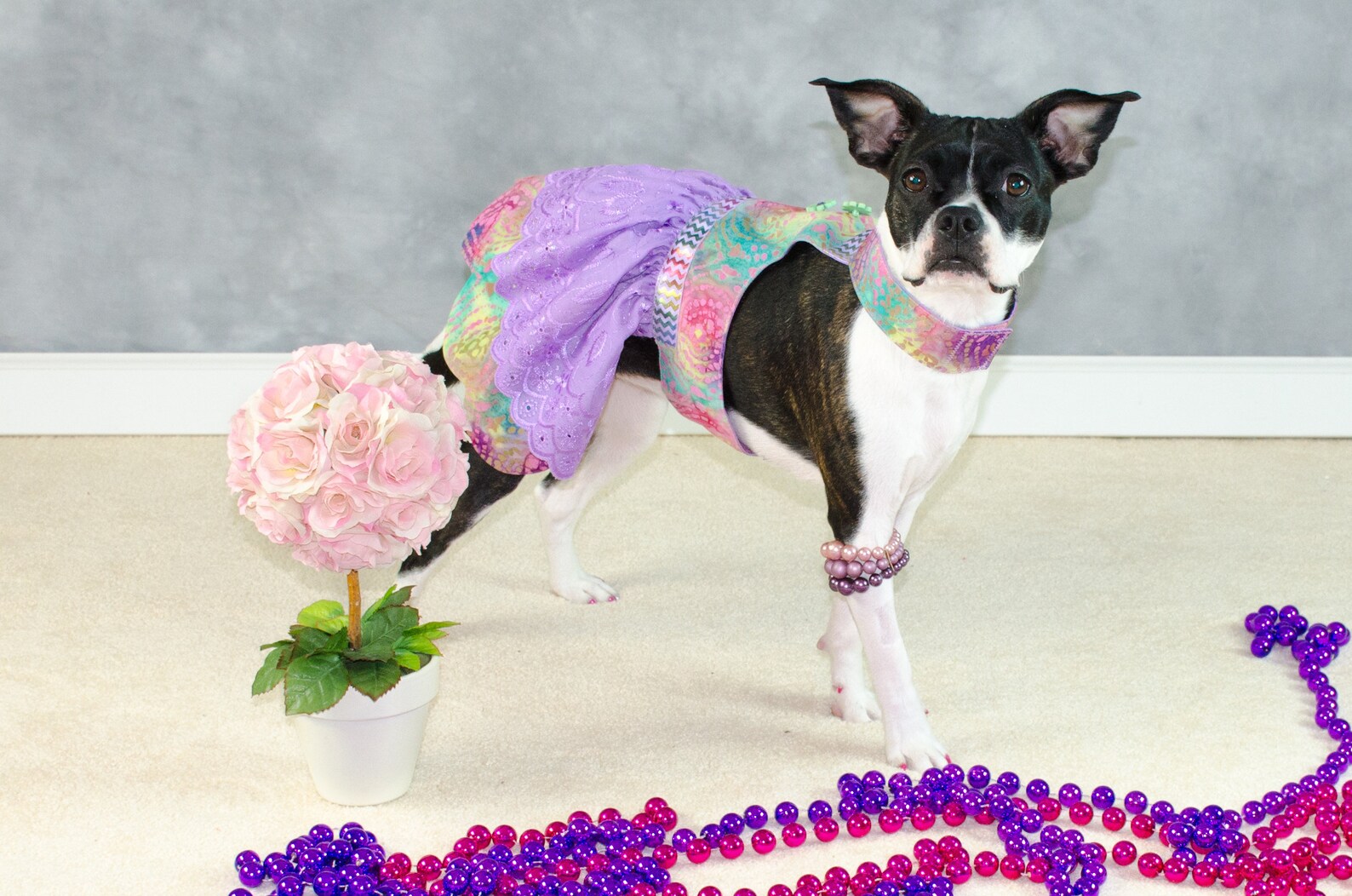 Halter Top Dog Dress. - Etsy