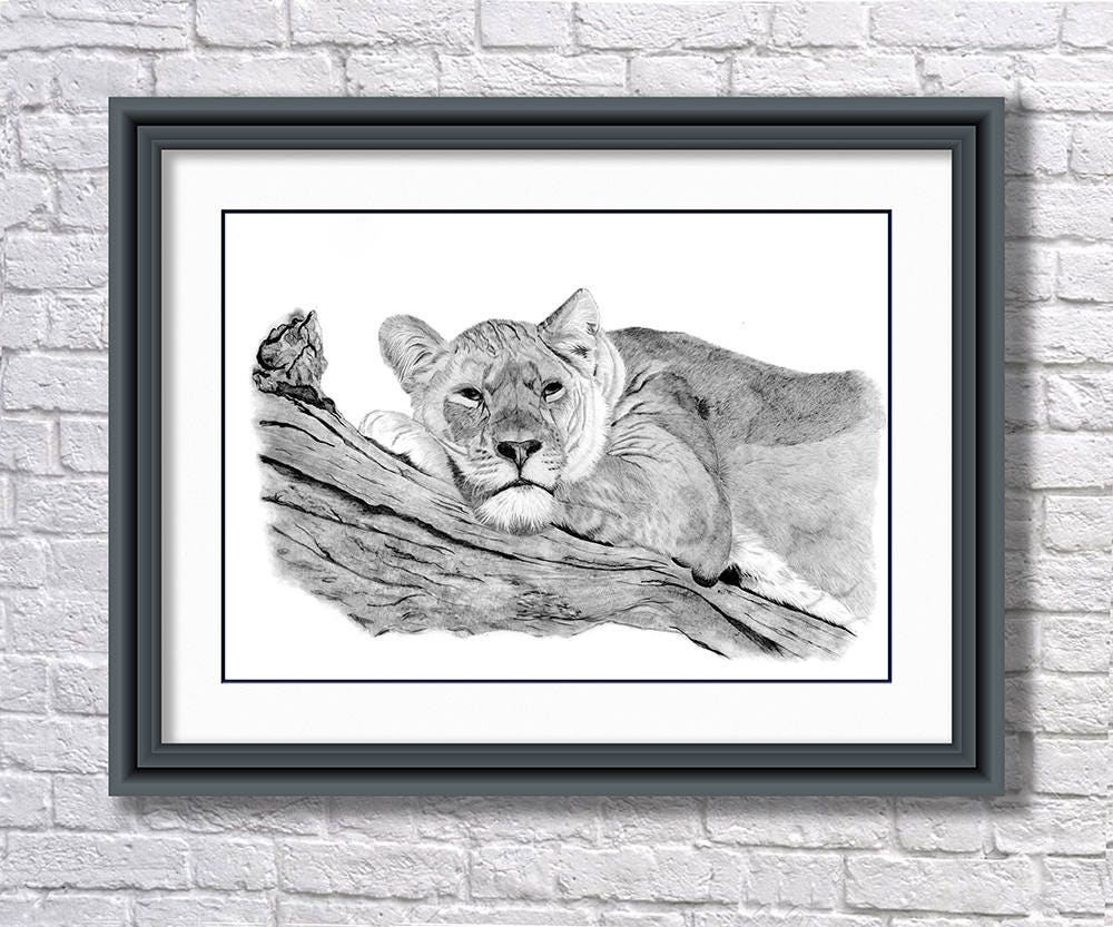 Lioness Print From an Original Graphite Drawing Lioness - Etsy UK