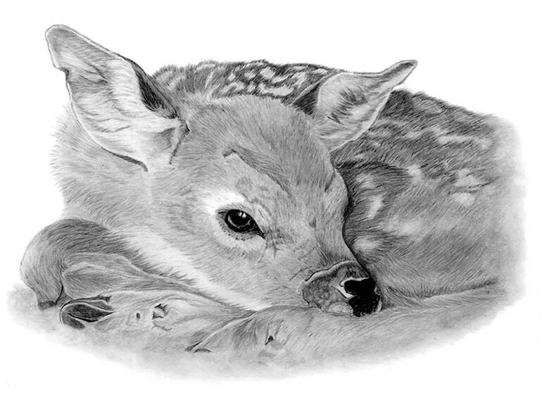 Fallow Deer Fawn Drawing in Graphite Original Drawing Fawn - Etsy