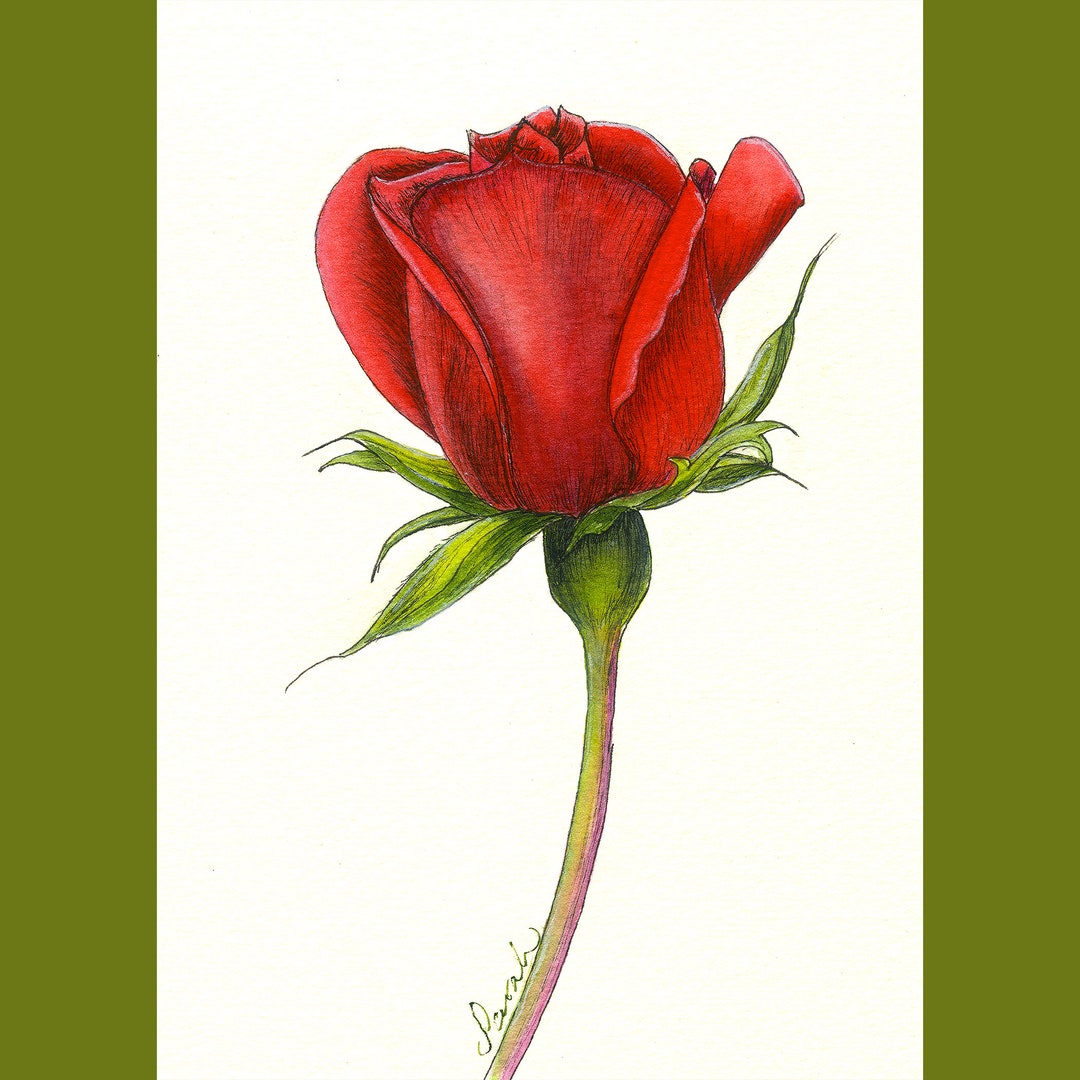 Single Red Rose Original Ink and Watercolour Flower Painting - Etsy