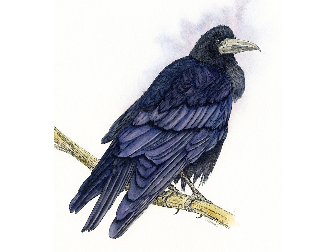 Realistic Rook, Corvid, an ORIGINAL Line and Watercolour Painting ...