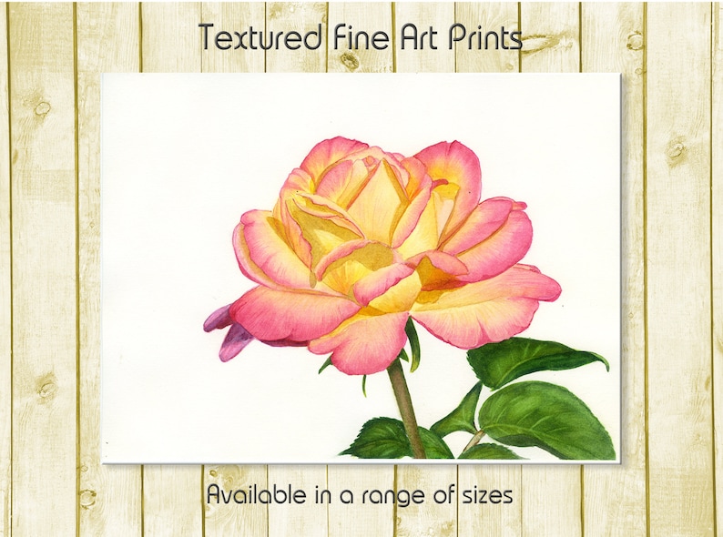 Peace Rose, PRINT From an Original Watercolour Painting, Botanical ...