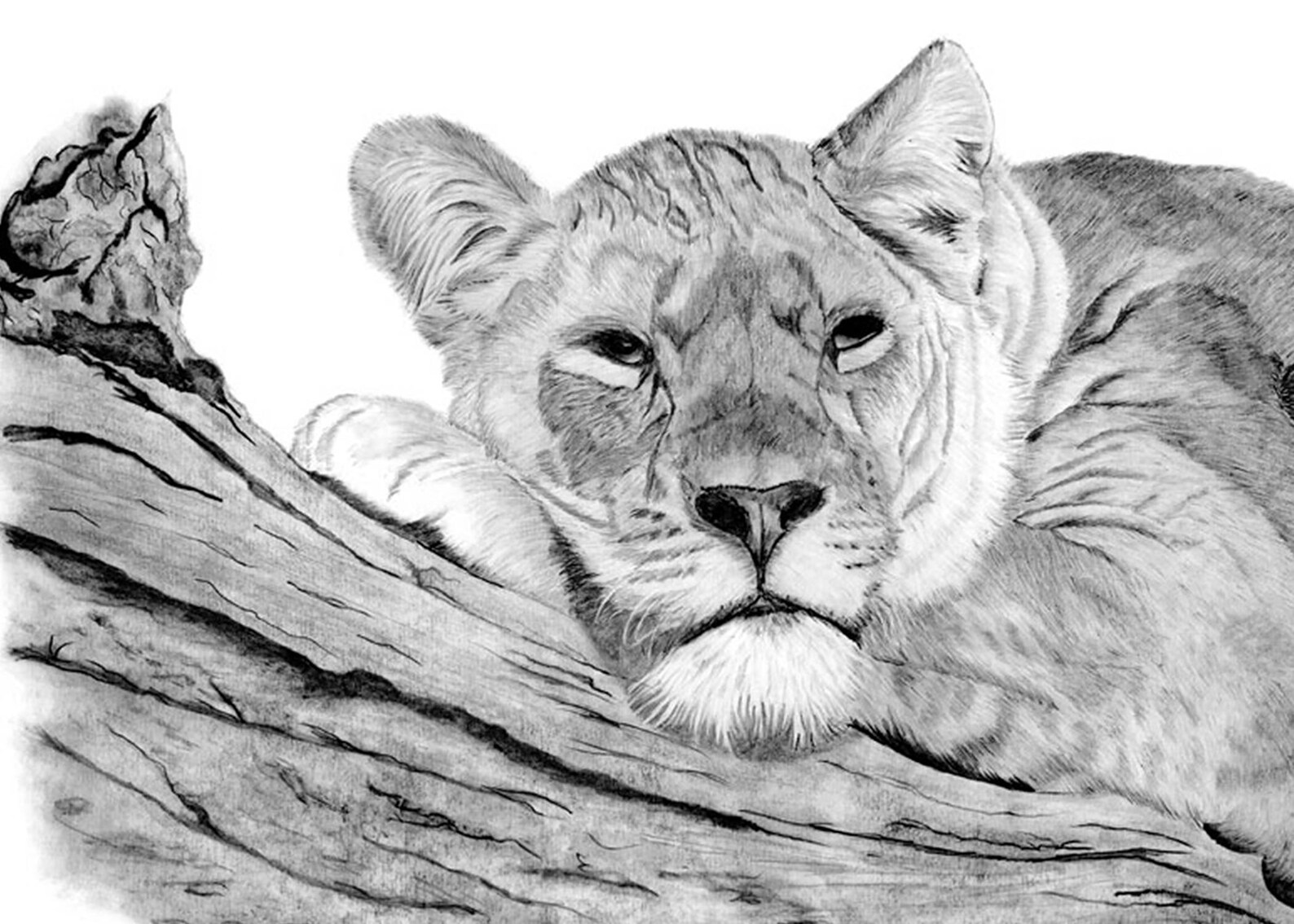 Lioness Print From an Original Graphite Drawing Lioness - Etsy UK