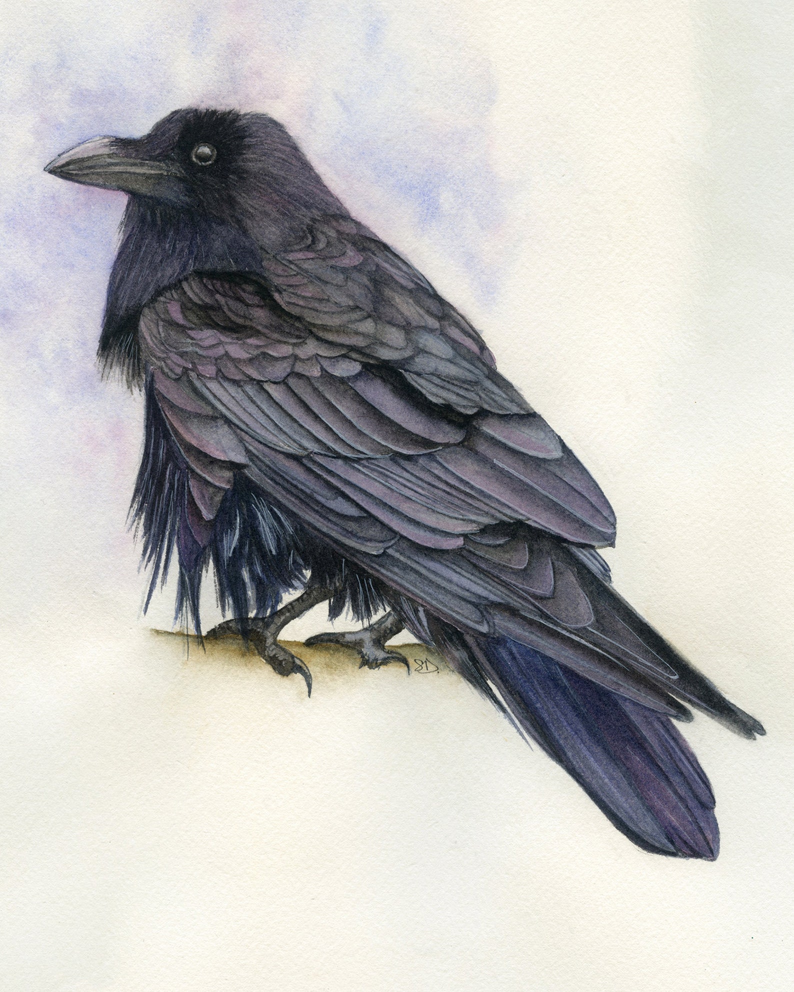 Raven Fine Art PRINT de una acuarela original pintura de aves - Etsy España