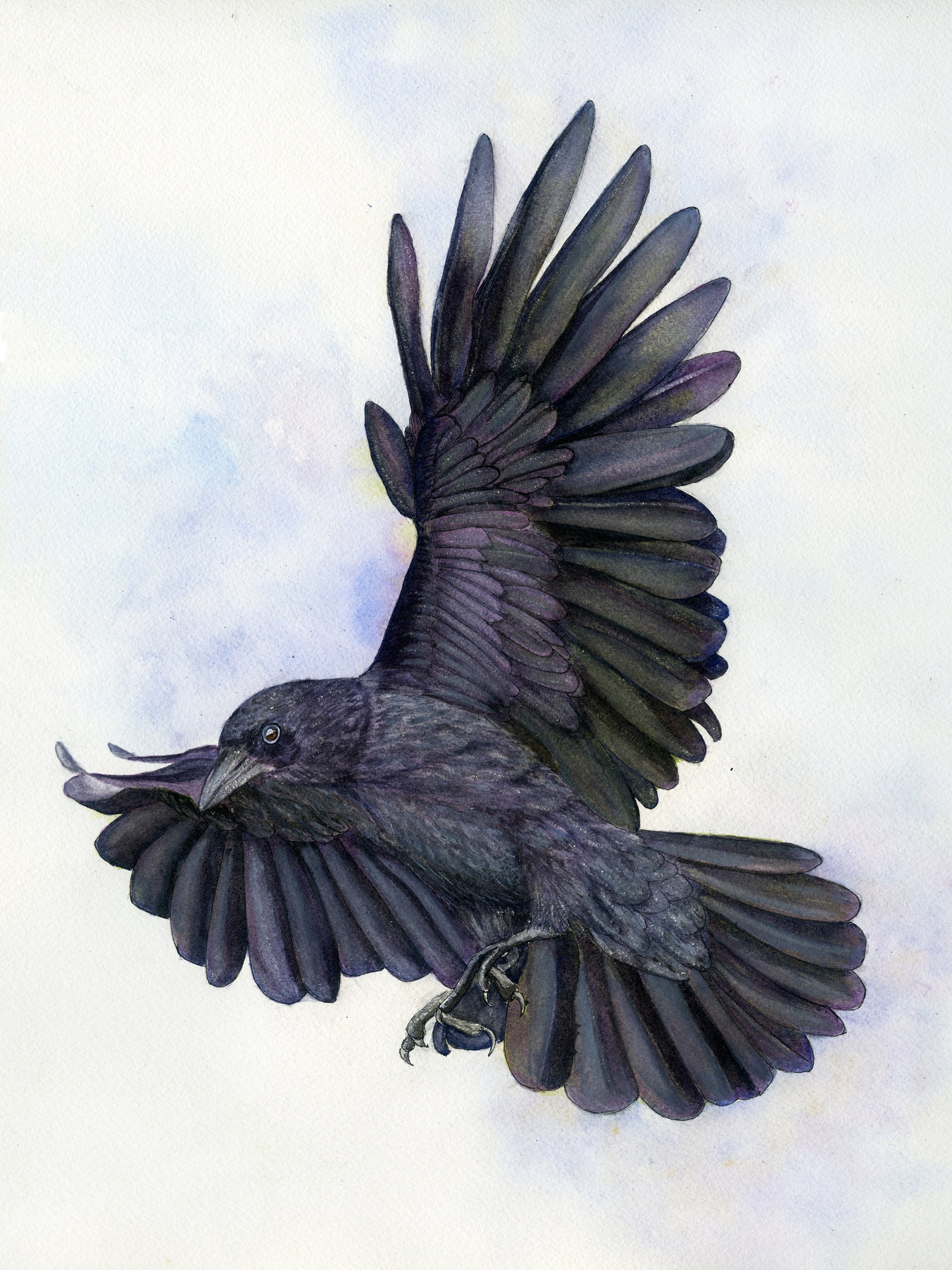 Ravens Flying Drawing