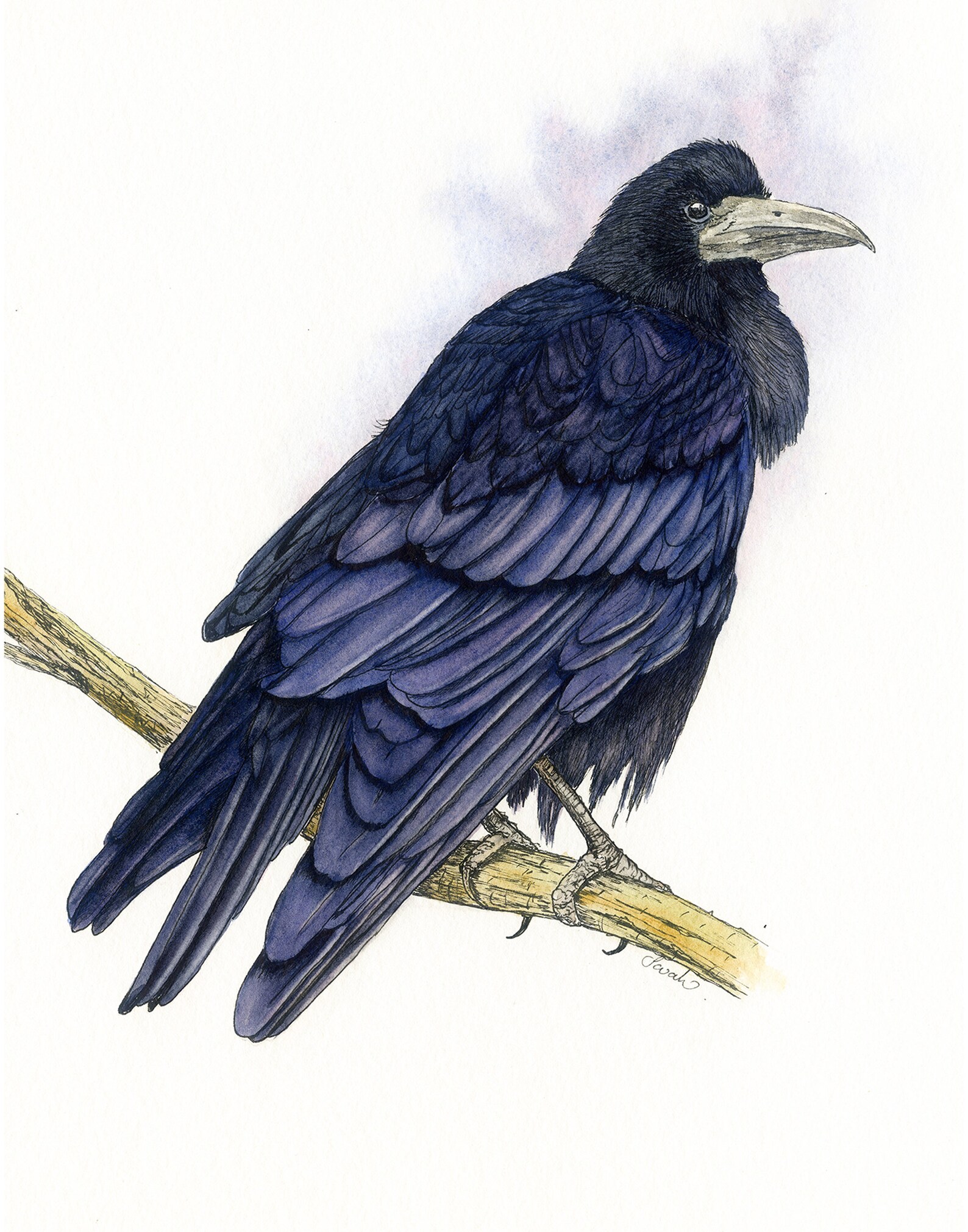 Realistic Rook Corvid an ORIGINAL Line and Watercolour | Etsy