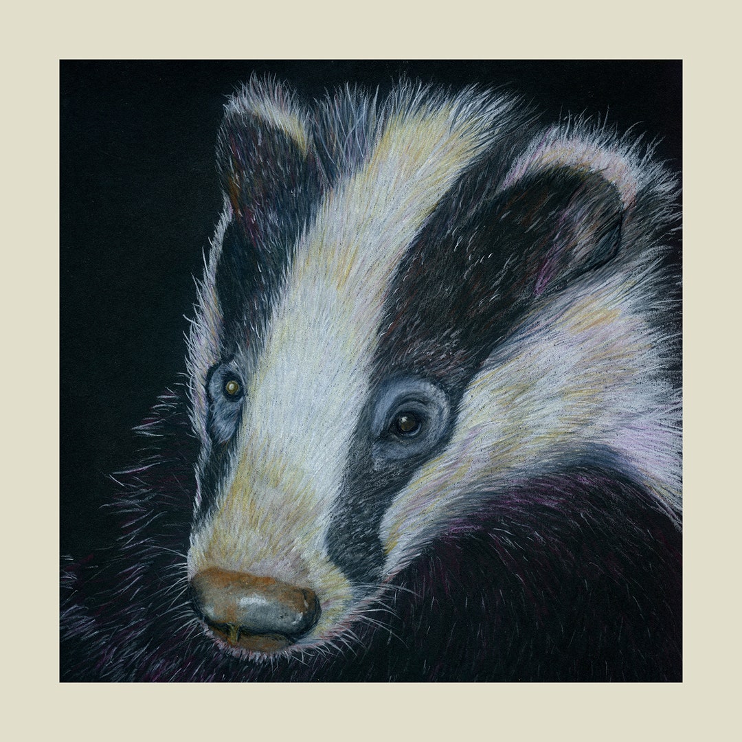 Badger at Night Coloured Pencil Drawing on Black Paper. an Original ...