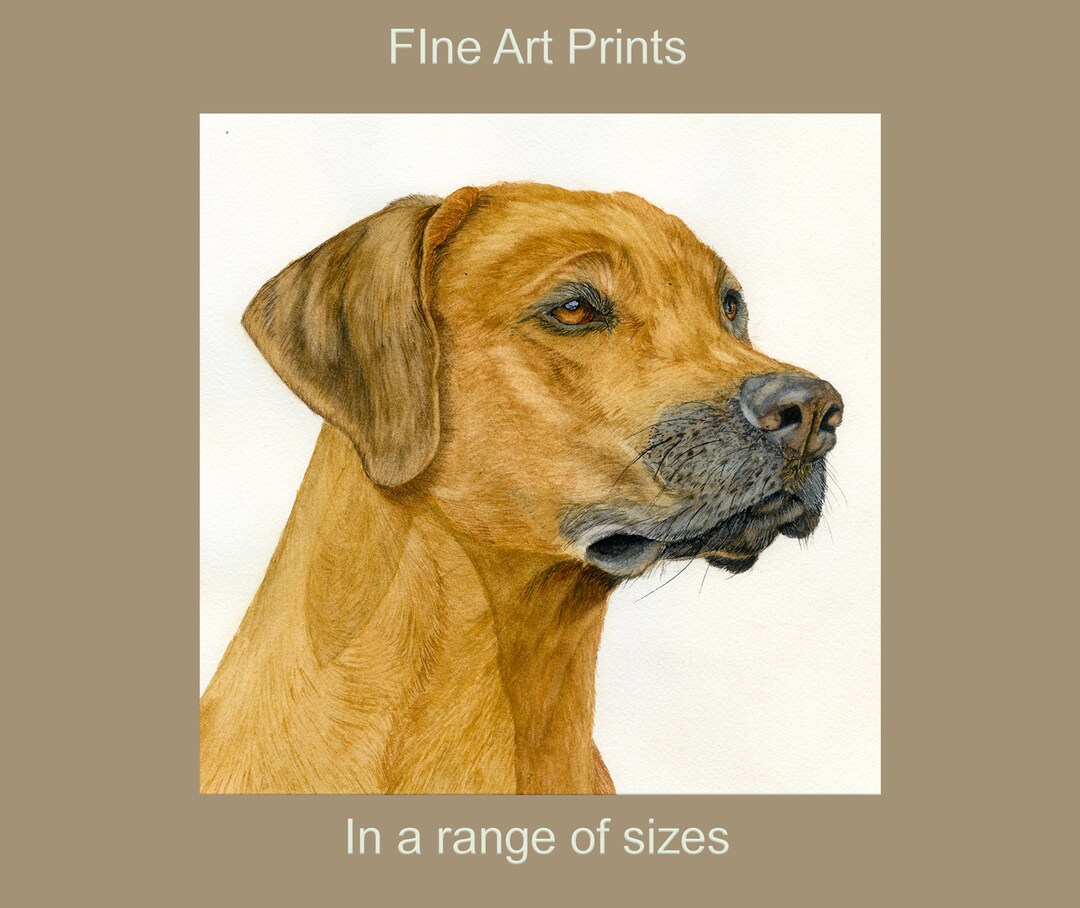 Rhodesian Ridgeback Hund Fine Art PRINT von einem Original Aquarell ...