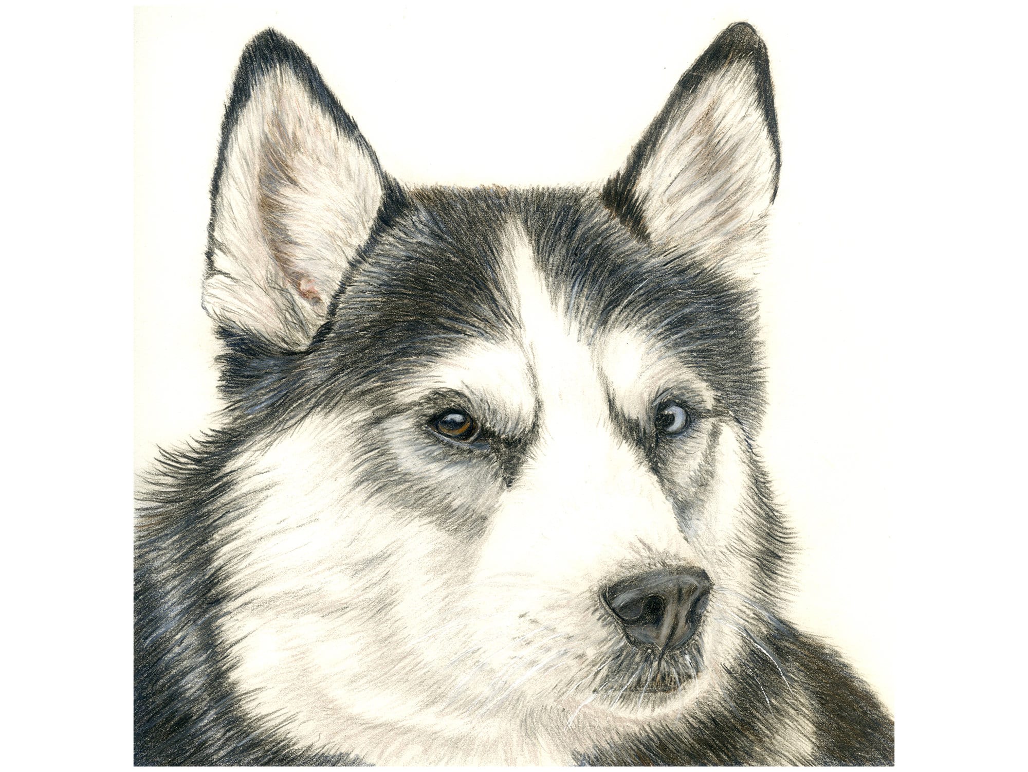 Husky Pencil Sketch