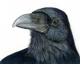 Raven Profile Art - Etsy