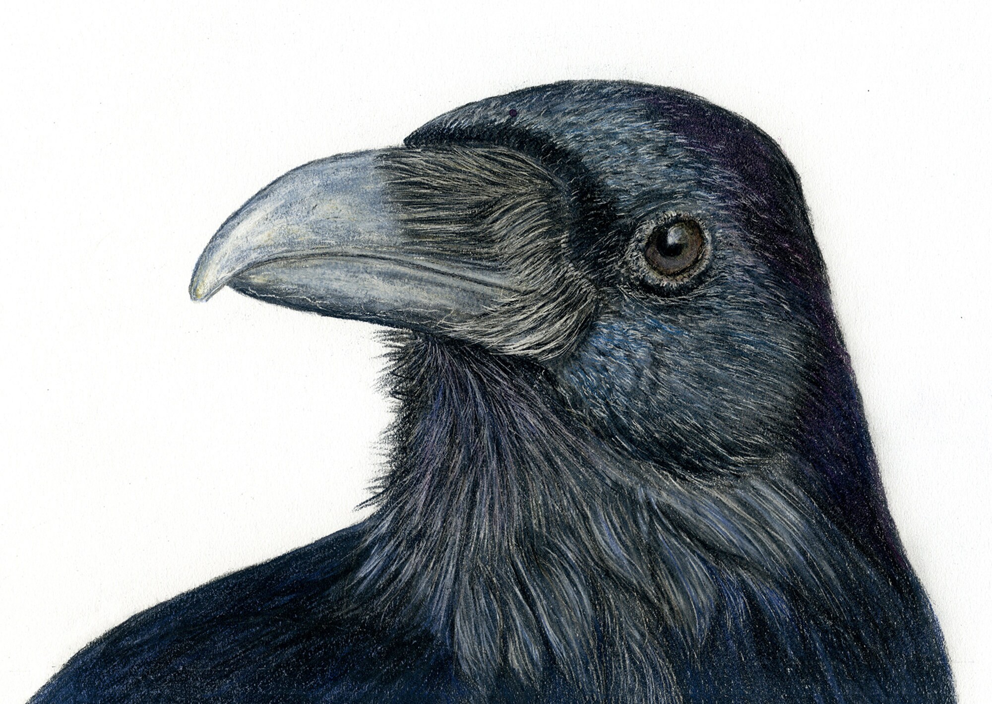 Raven Head Drawing