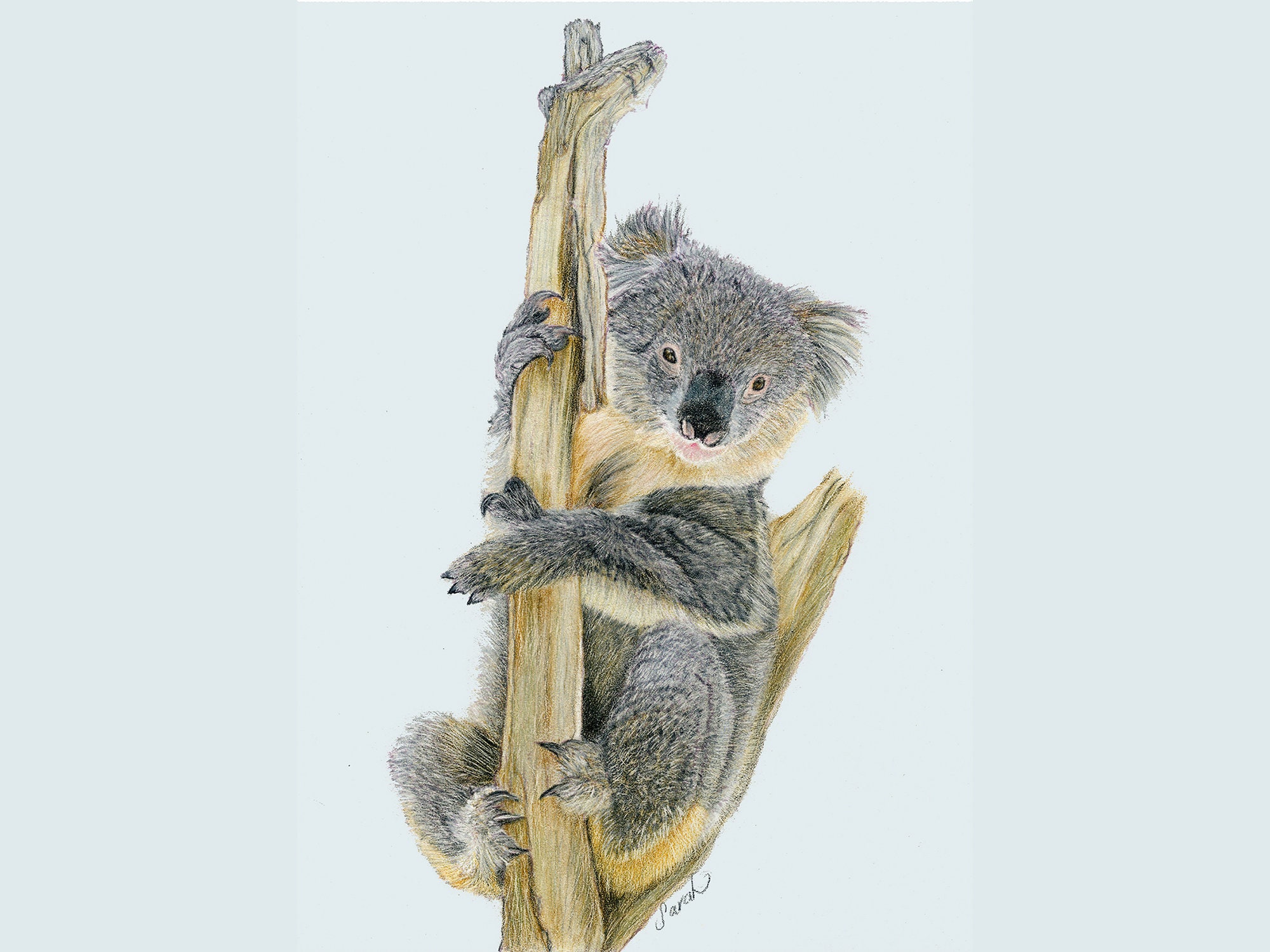 Australian Koala Drawing