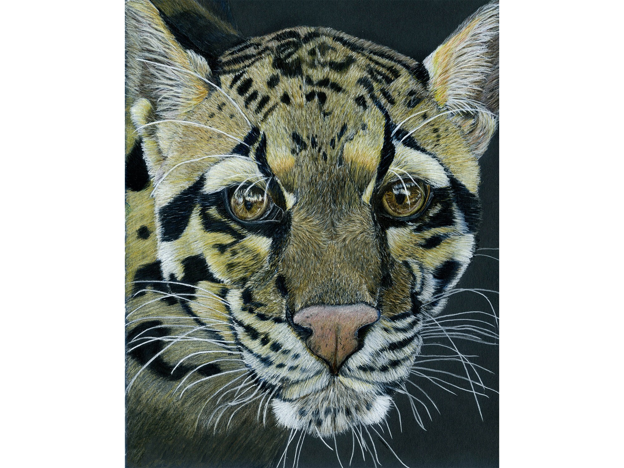Clouded Leopard Face Drawing