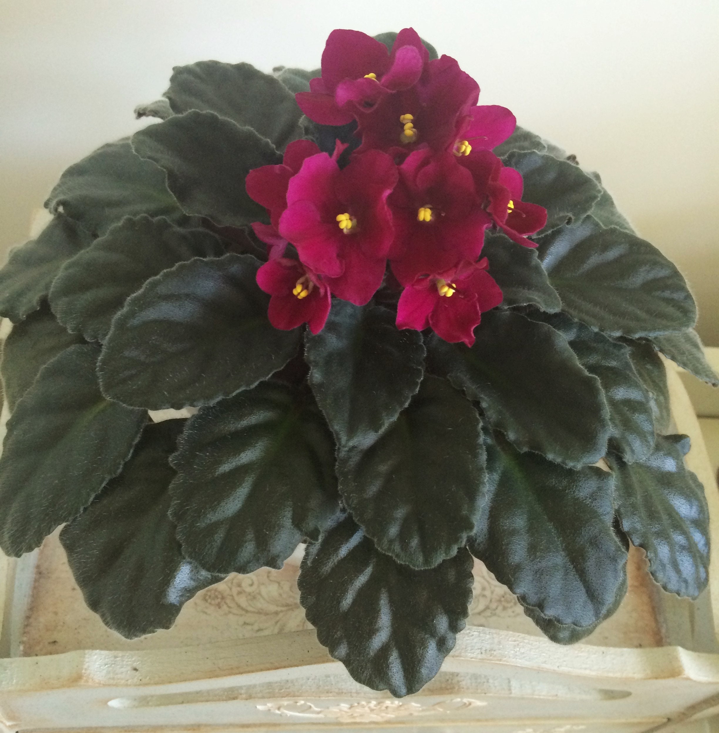 Optimara "north Carolina II " African Violet /vintage/fresh Cut Leaf - Etsy