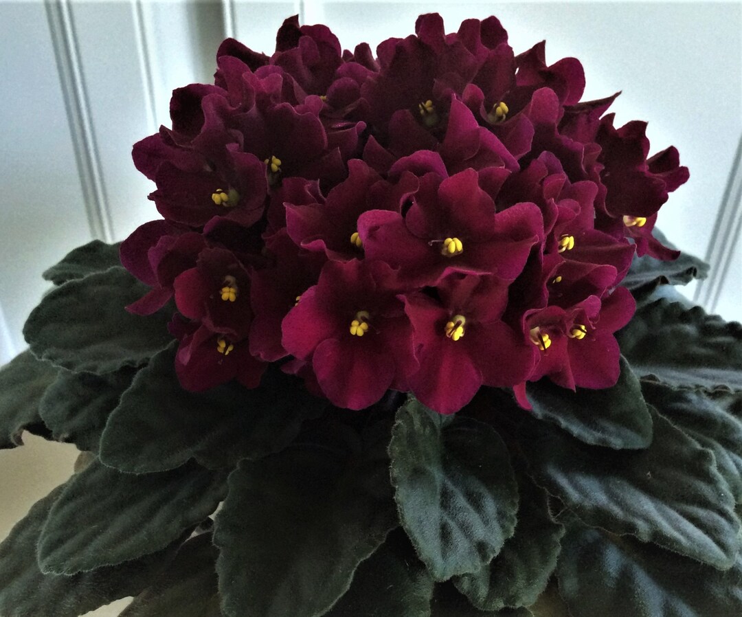 Optimara "north Carolina II " African Violet /vintage/fresh Cut Leaf - Etsy