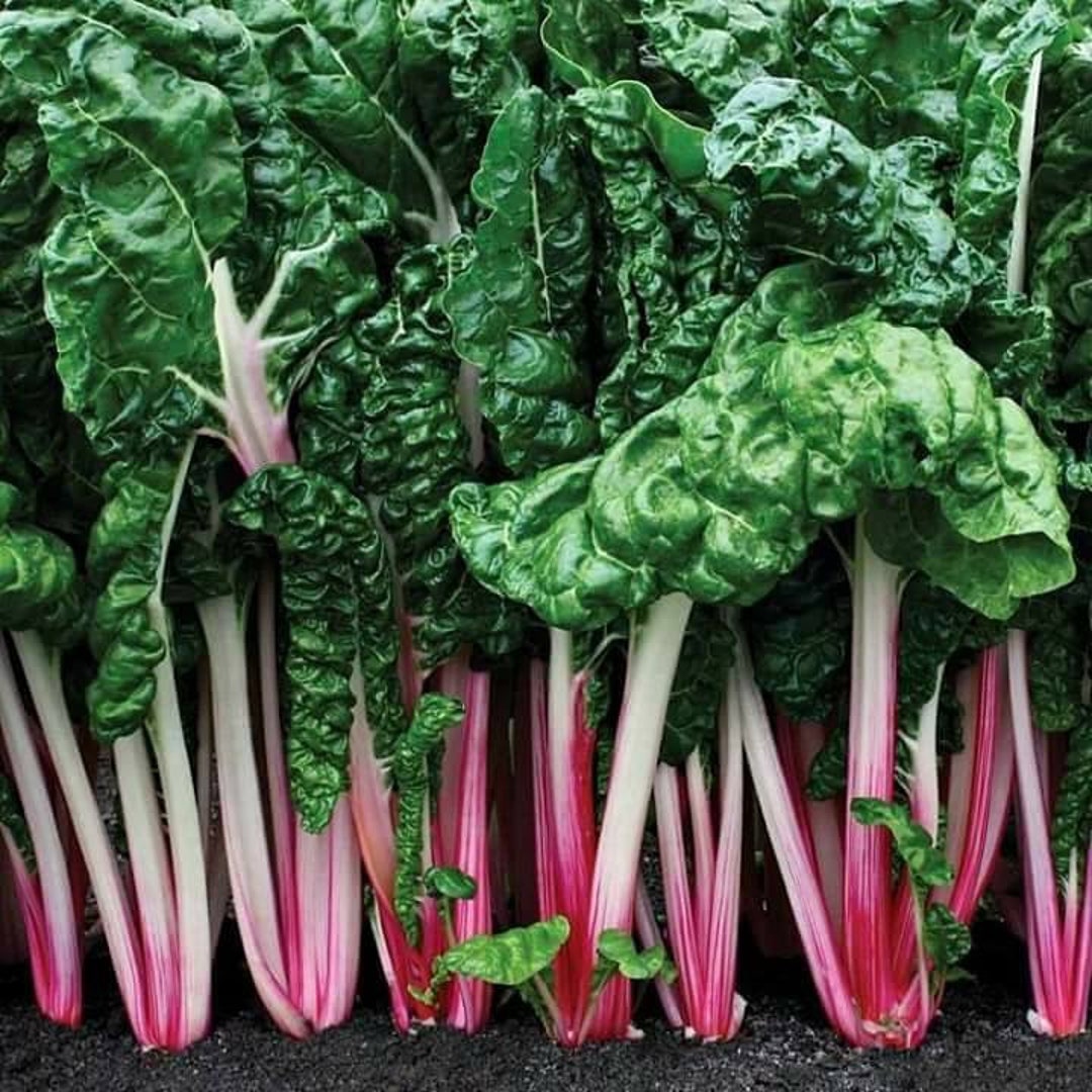 Swiss Chard, Peppermint - Etsy