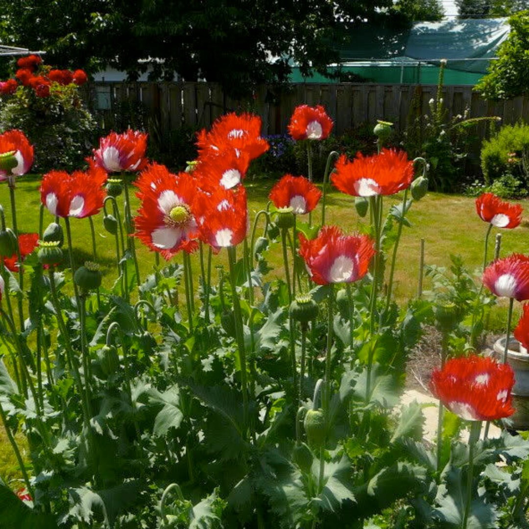 Poppy, Danebrog - Etsy