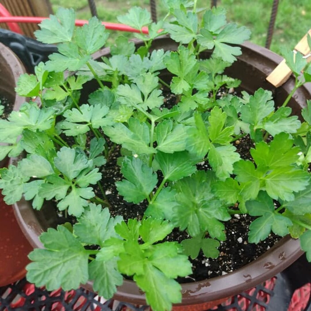 Parsley, Italian Dark Green - Etsy