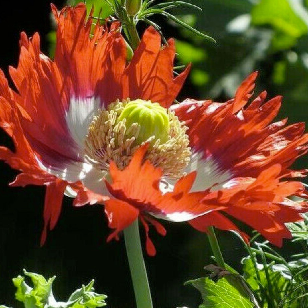 Poppy, Danebrog - Etsy