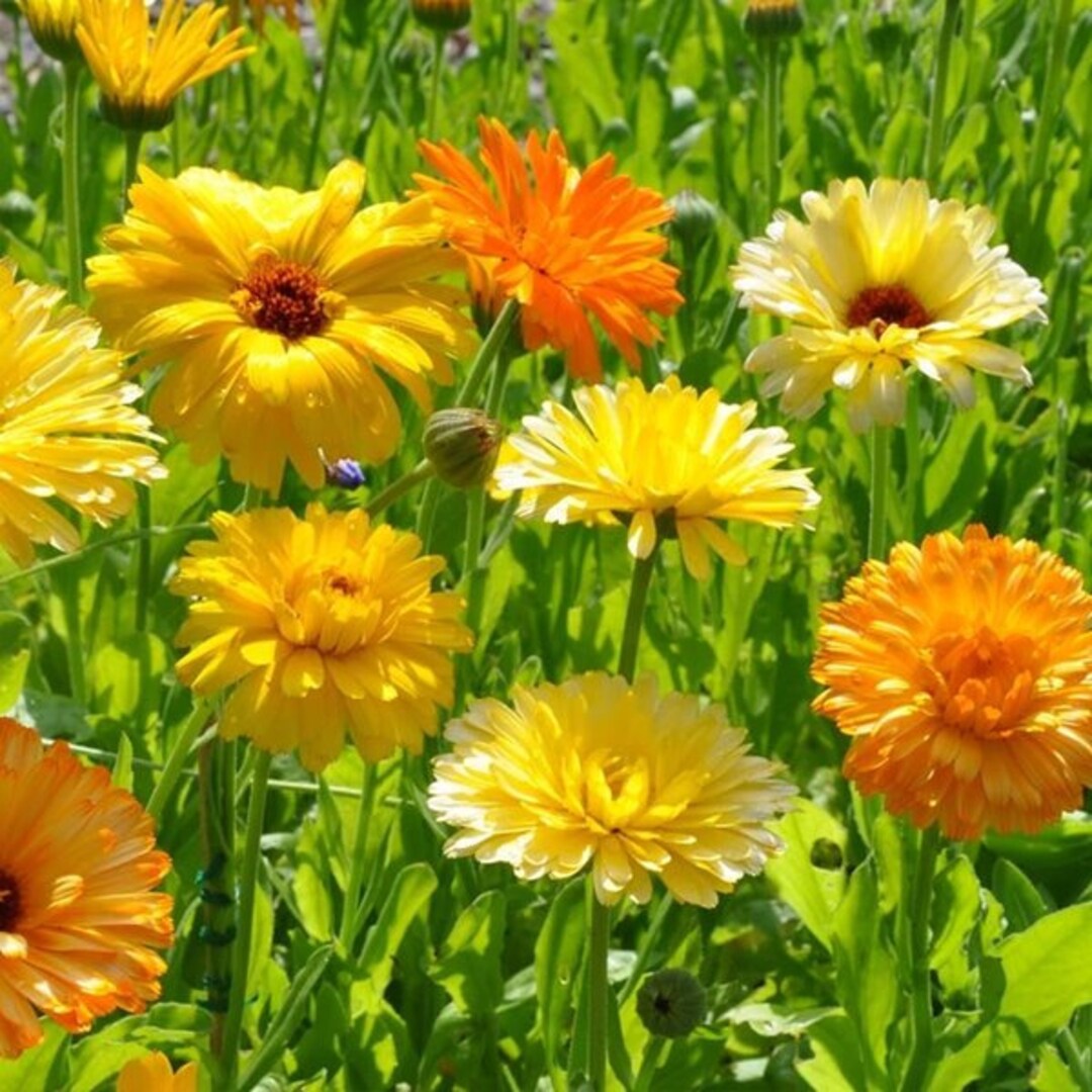 Calendula, Pacific Beauty Mix - Etsy