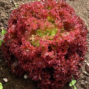 Lettuce, Dark Red Lolo Rossa - Etsy