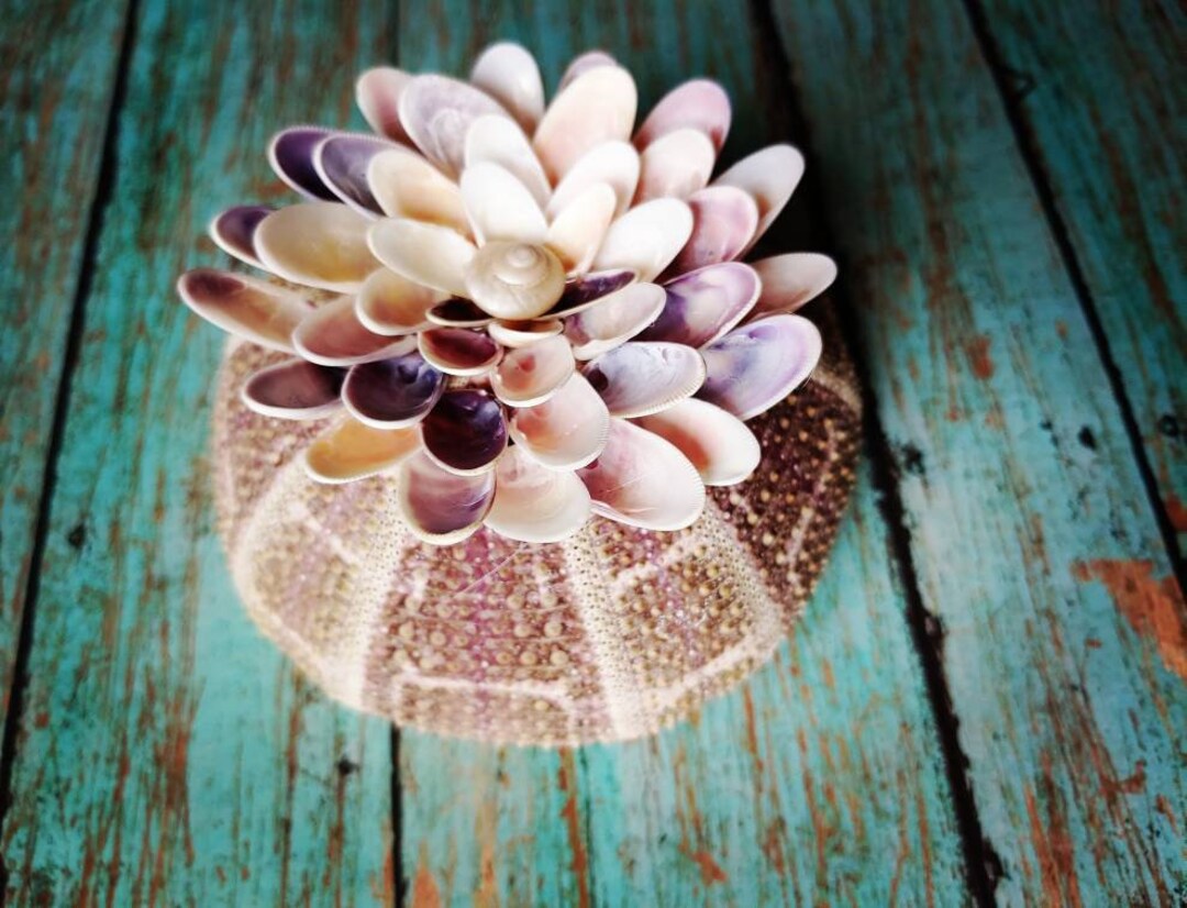 Seashell Flowers -beach Gifts - Beach Decor for Home - Large Sea Urchin ...