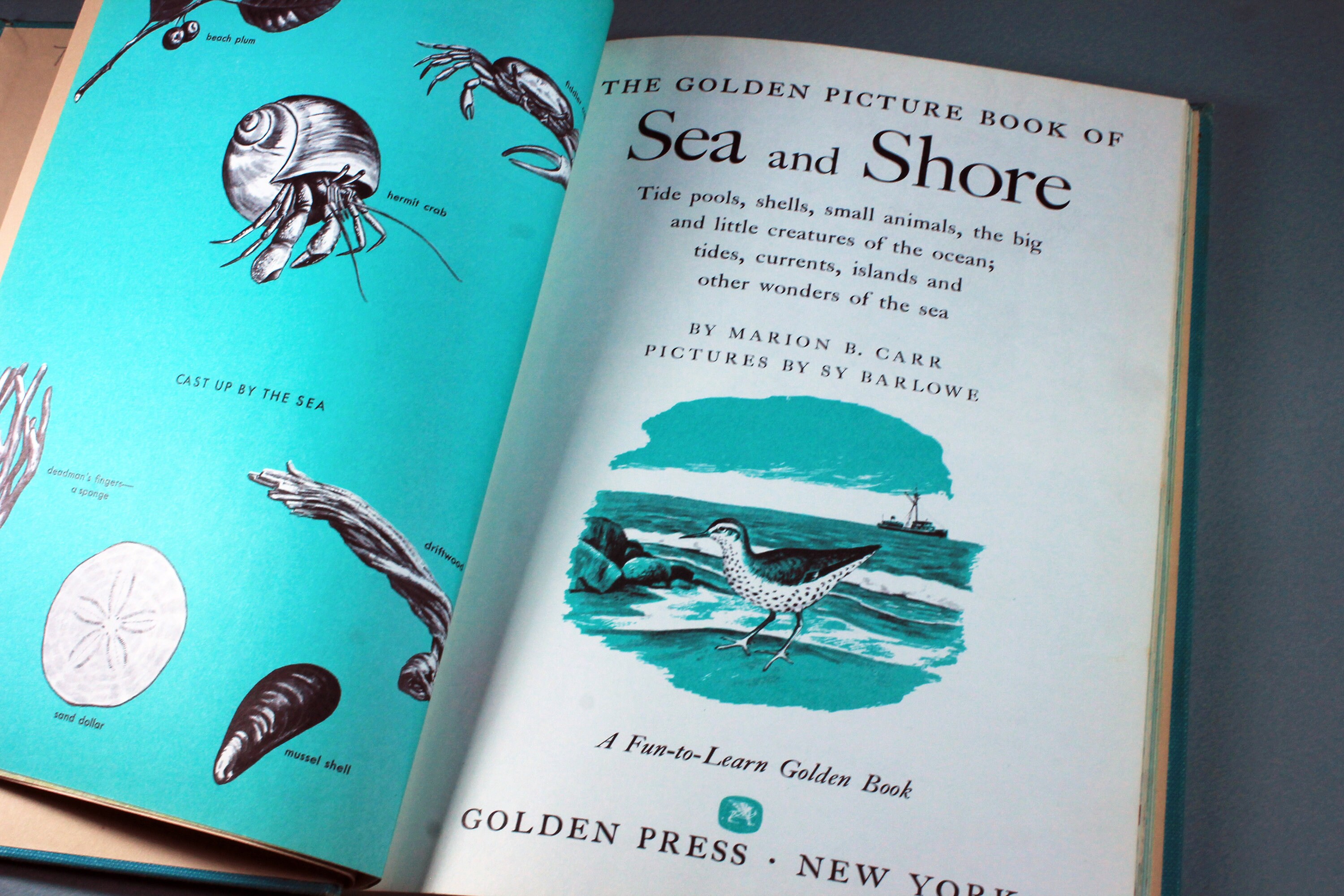 1959 Children's Hardcover Book, The Sea and The Shore, Golden Picture ...