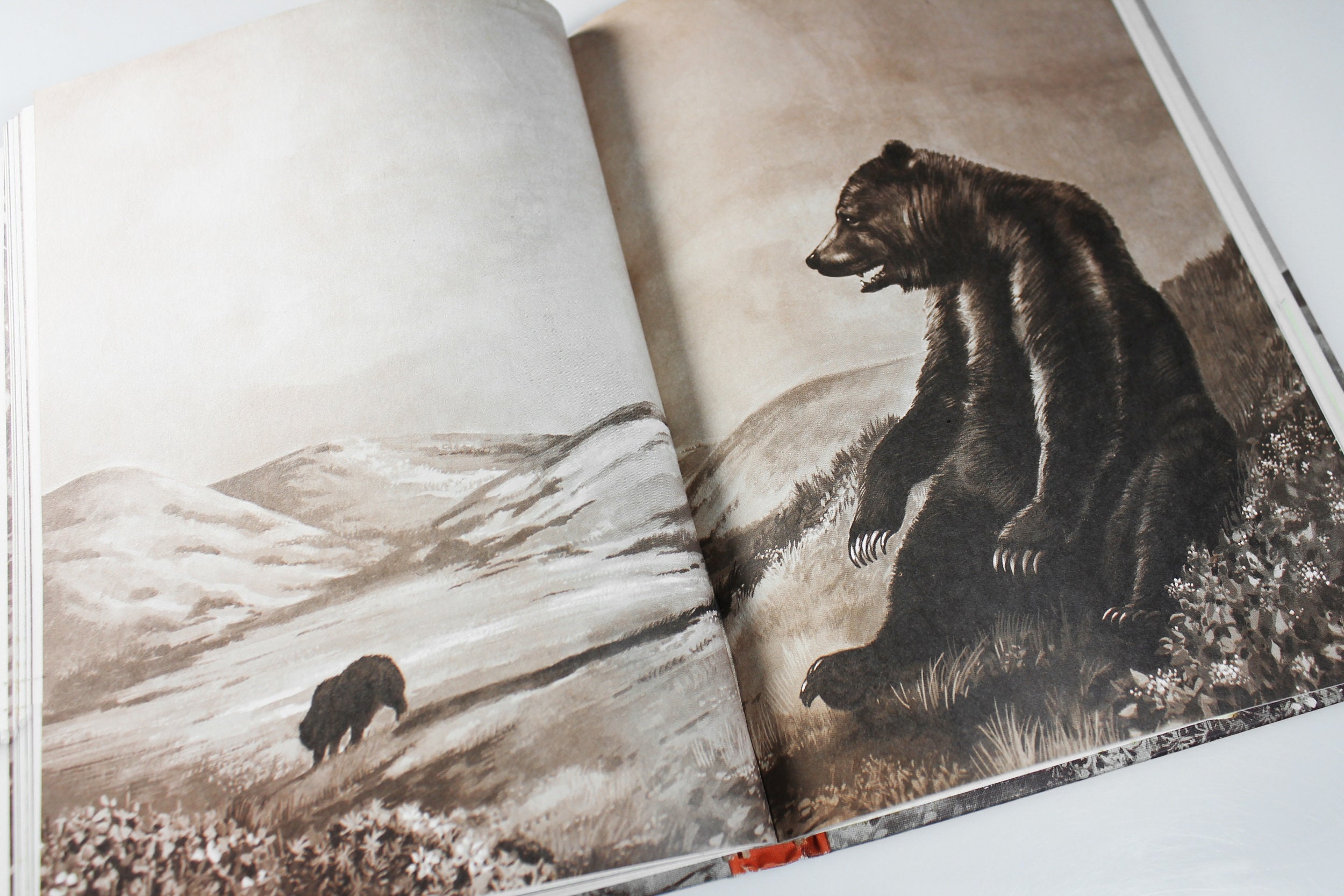 Children's Hardcover Book, Arctos the Grizzly, Bear Book, Animal Story