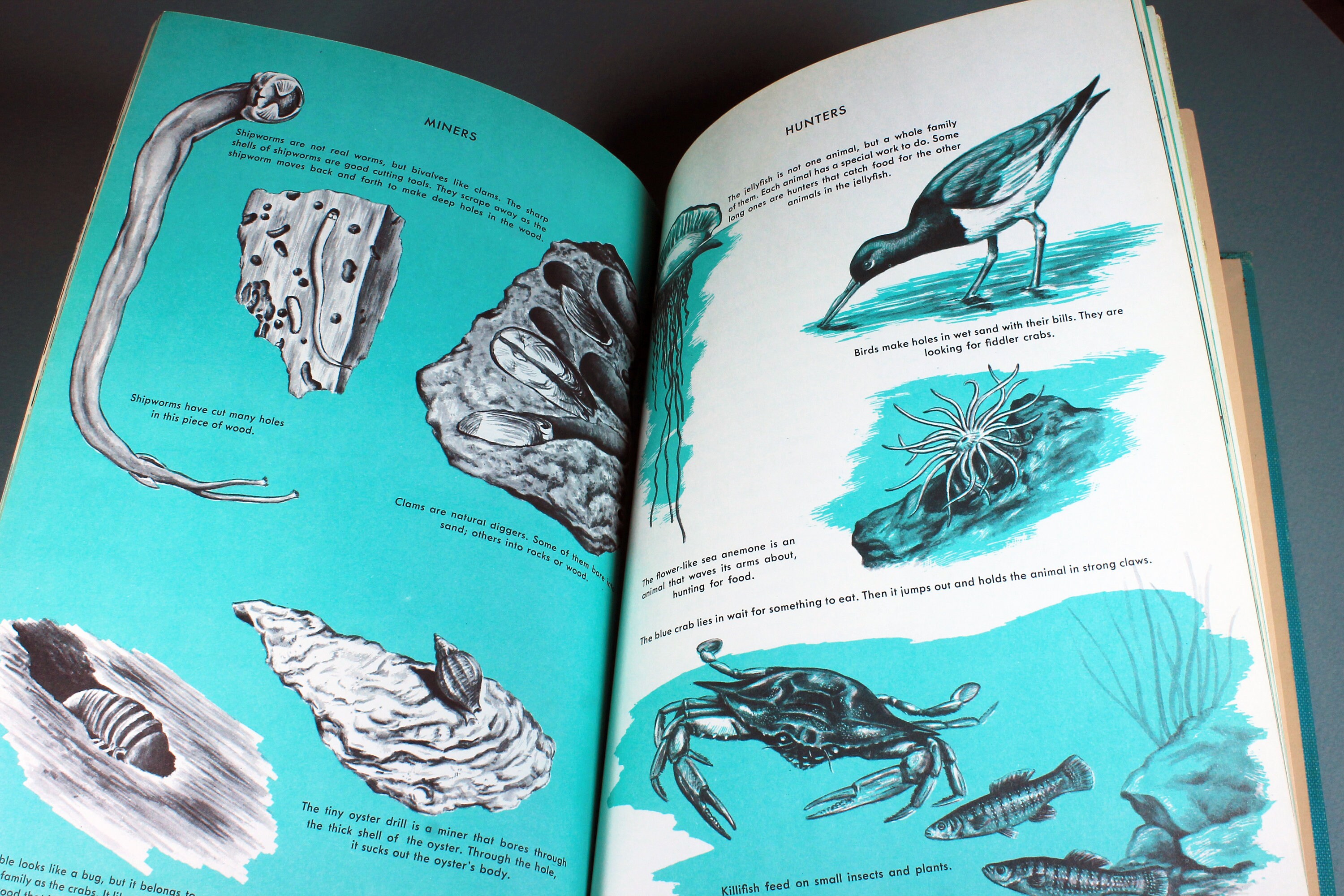 1959 Children's Hardcover Book, The Sea and The Shore, Golden Picture ...