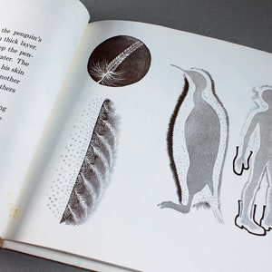 1969 Children's Hardcover Book, the Emperor Penguins, Kazue Mizumura ...
