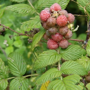 Rubus Niveus Mysore Raspberry Tasty Edible Fruit Rare 5 Seeds - Etsy
