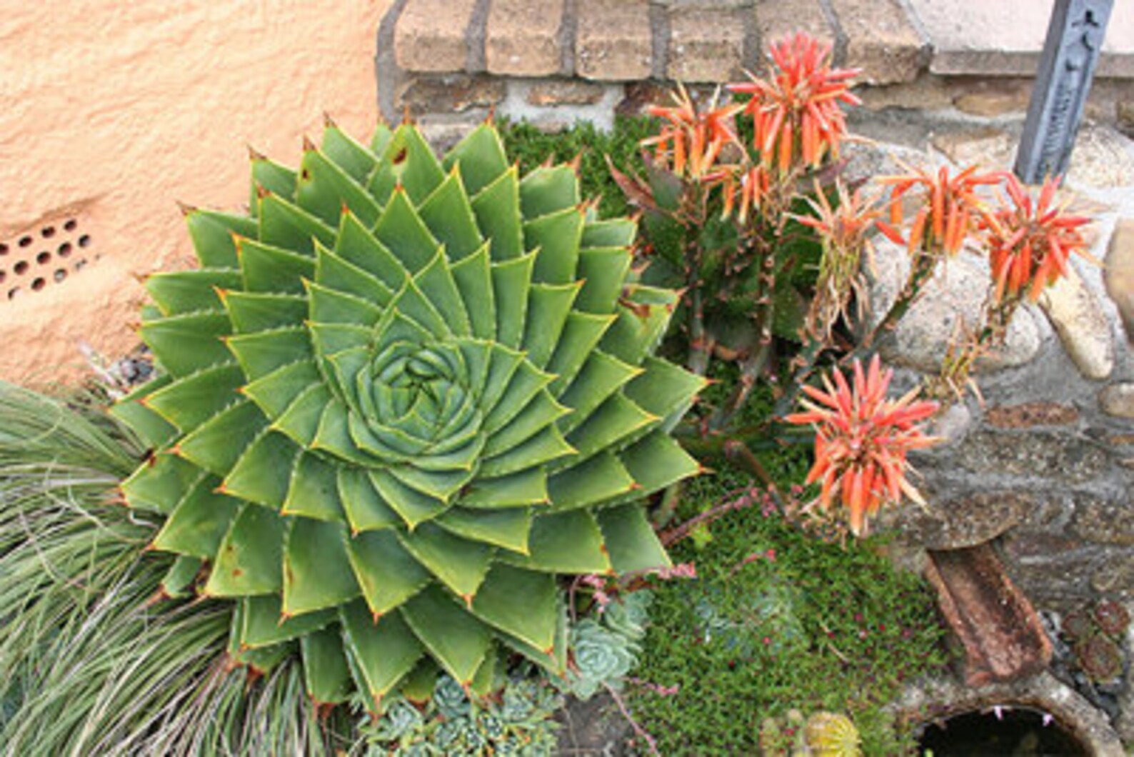 African Spiral Aloe Aloe Polyphylla RARE Succulent 5 - Etsy African Spiral Aloe Aloe Polyphylla RARE Succulent 5 - Etsy