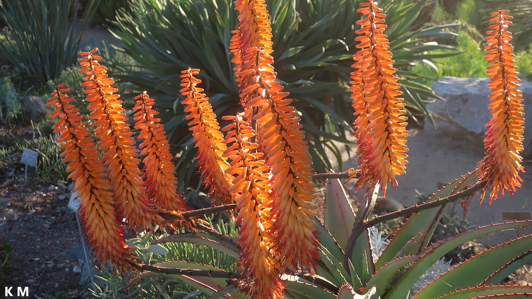 Aloe Marlothii Mountain Aloe 10 Seeds Flat-flowered Aloe Fresh Seeds - Etsy