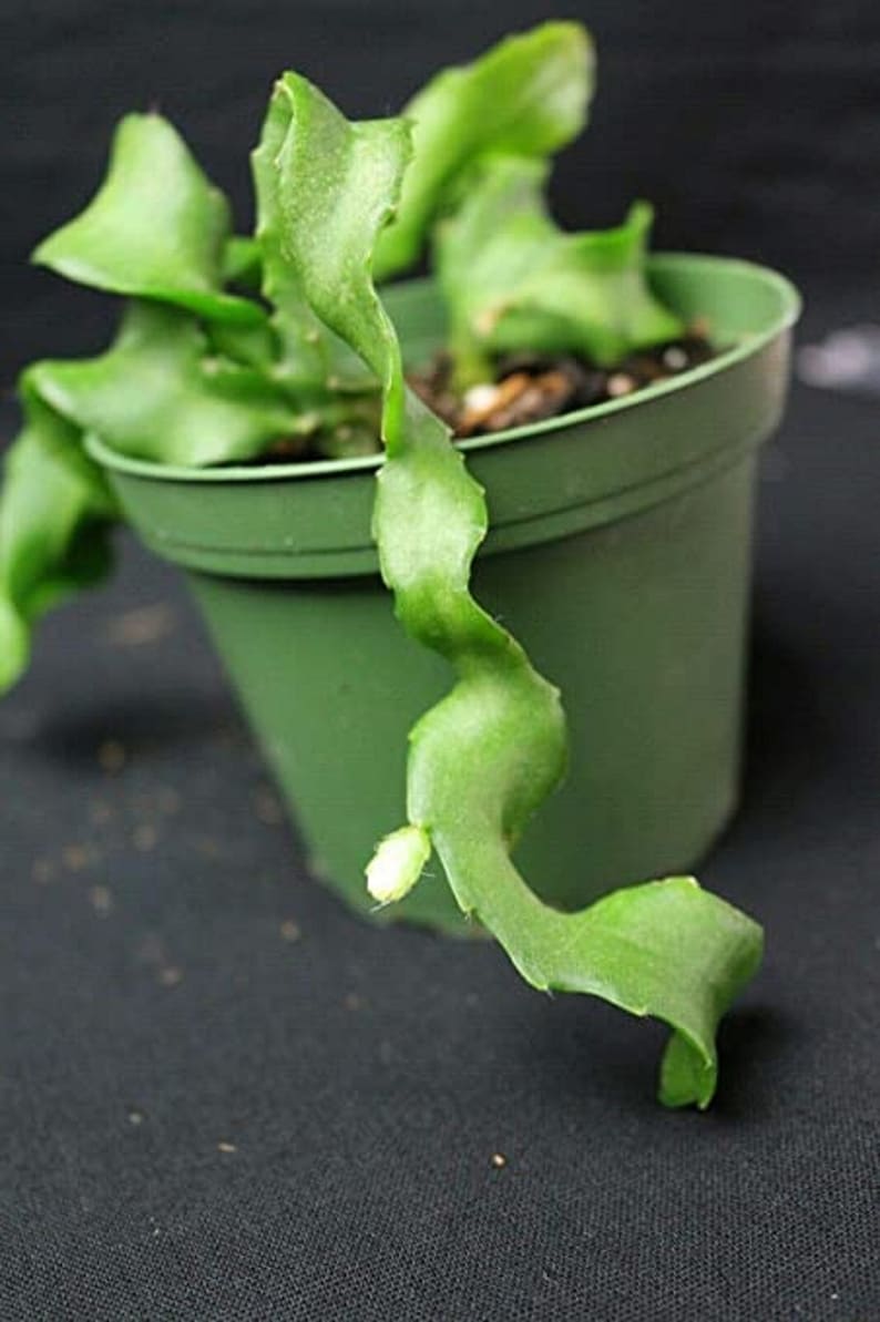 Epiphyllum Guatemalense Monstrose Curly Sue Locks Orchid - Etsy