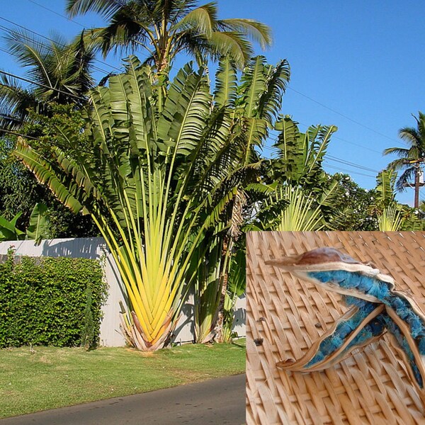 Madagascar Palm - Etsy