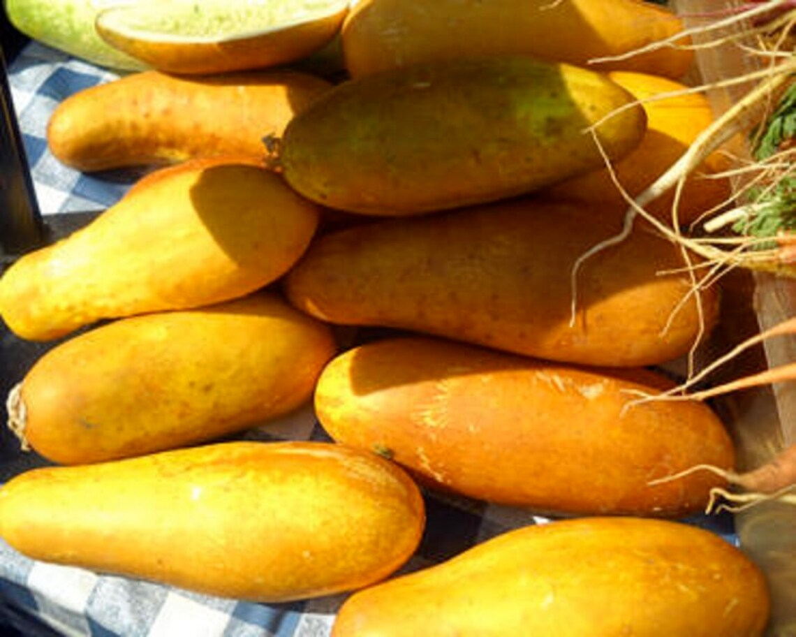 Poona Kheera Cucumis Sativus Special Cucumber 10 Fresh - Etsy